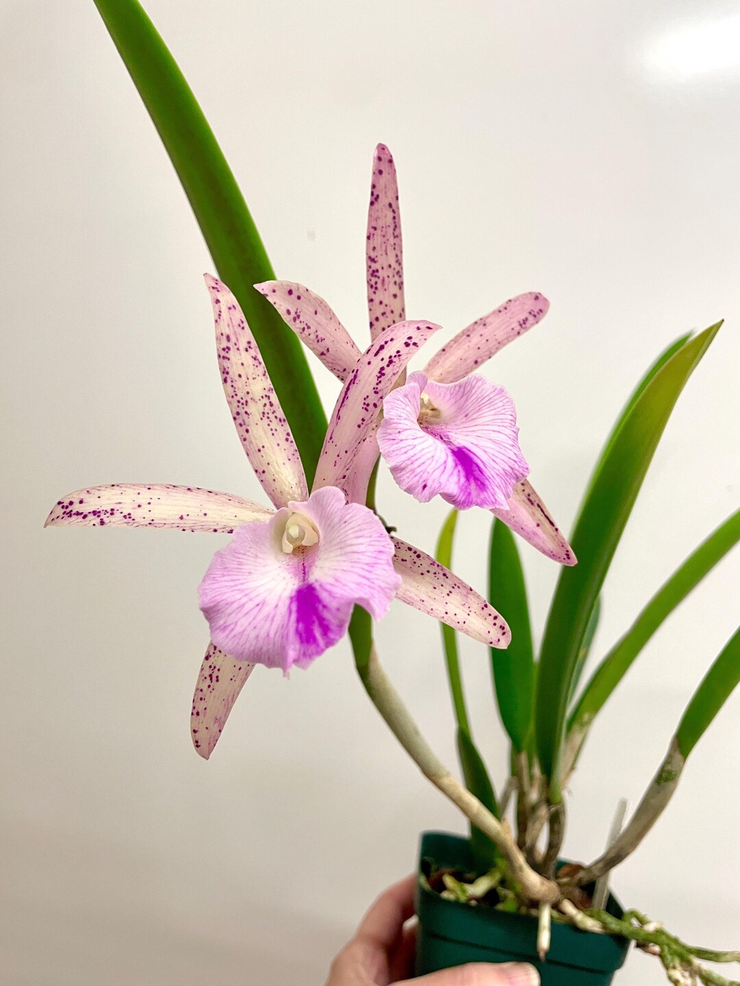 Bc Spotted Clown | Brassavola Nodosa X Cattleya Lulu | Sapphirechild ...