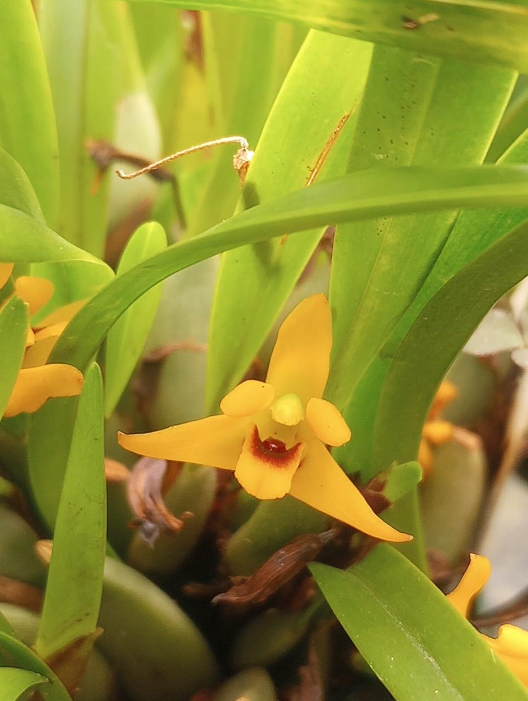 Maxillaria Tenuifolia Aurea Yellow Coconut Orchid Sapphirechild Orchids ...