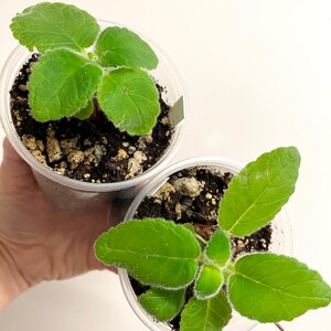 Sinningia Cardinalis Compacta Bright Red Flowers, Caudiciform Tuber ...