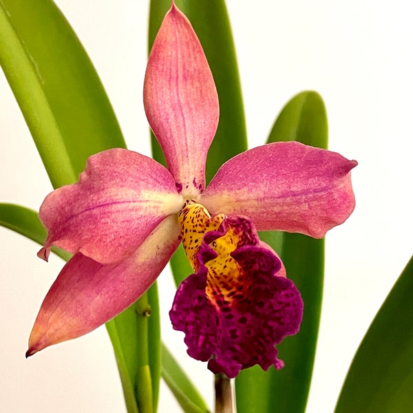 Blc. Copper Queen - Etsy