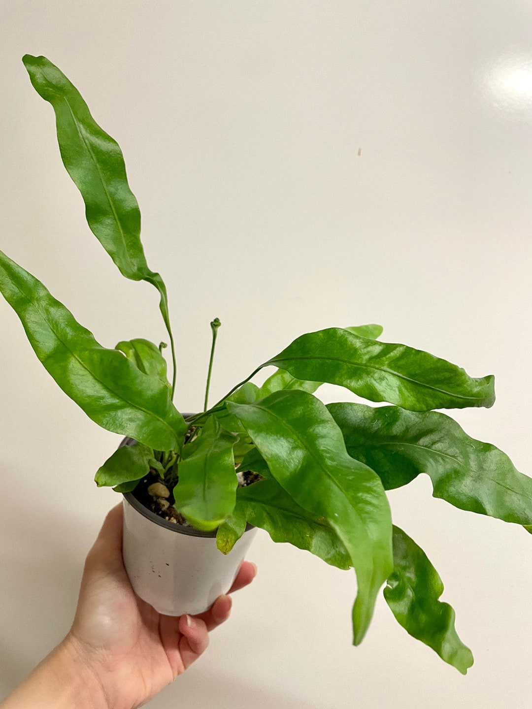 Microsorum Diversifolium Kangaroo Paw Fern Sapphirechild Orchids - Etsy