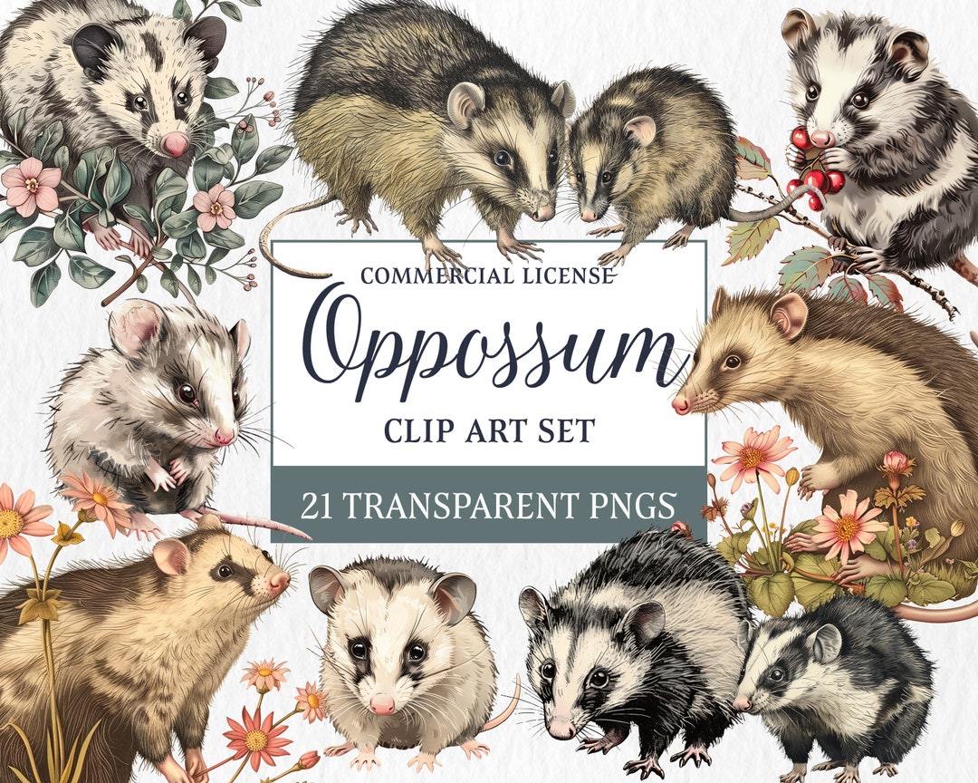 Adorable Opossum Clipart Set Cute Critter Graphics Pngs, Whimsical ...