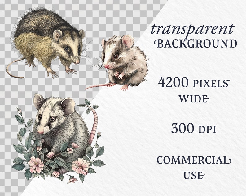 Adorable Opossum Clipart Set - Cute Critter Graphics Pngs, Whimsical ...