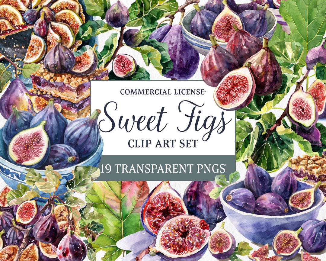Watercolor Fig Clipart | Transparent Background Pngs Commercial Use ...
