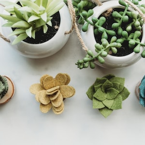 Felt Succulent Magnets - Set of 4 - Etsy