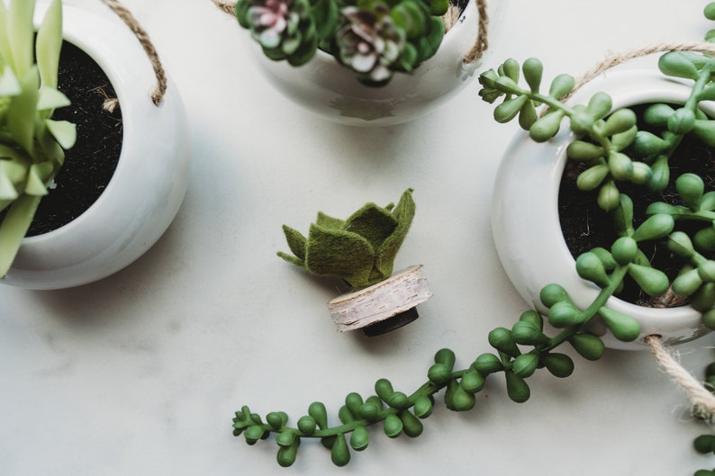 Felt Succulent Magnets Set of 4 | Etsy