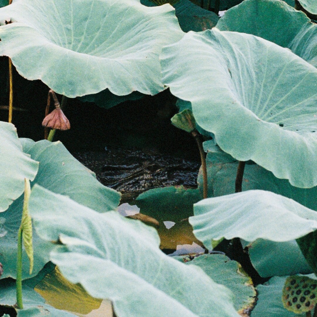 Swamp Puppy - Colour Film Photography Print - Digital Download - Etsy