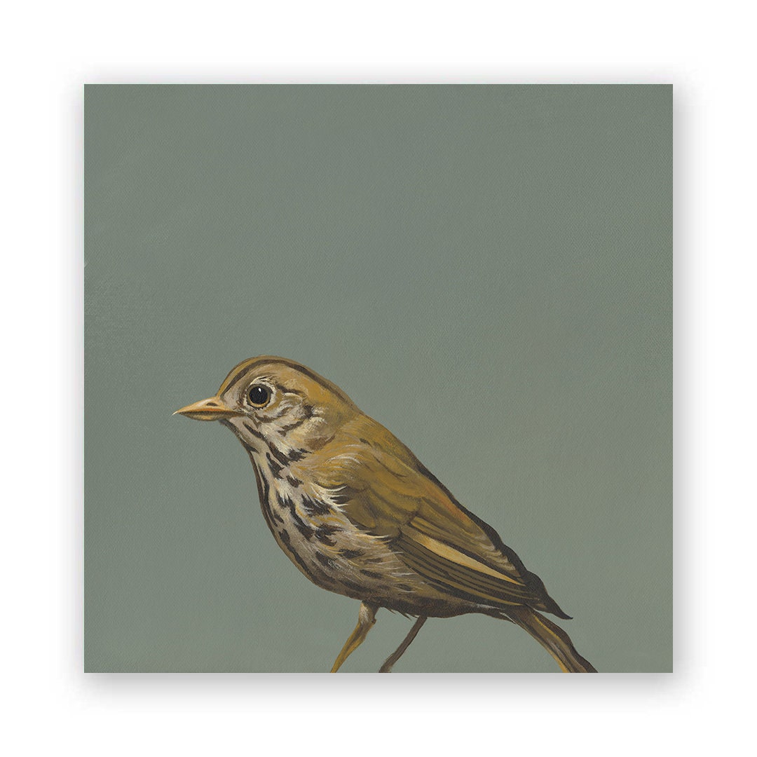 Thrush 8 X 8 Wings on Wood Decor - Etsy