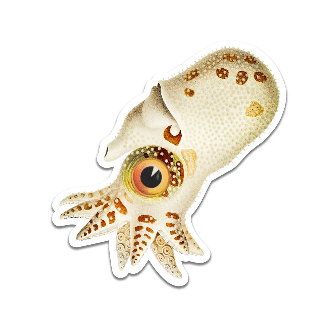 Squid Sticker - Etsy