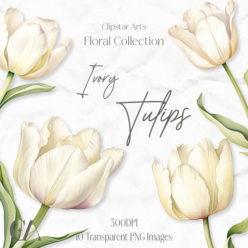 Ivory Tulip : Clipart, Floral Watercolour Digital Download Clipart ...
