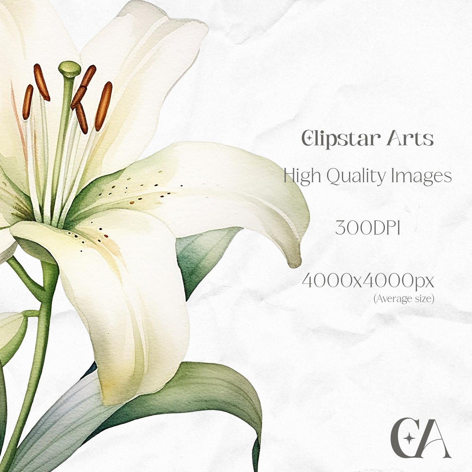 Ivory Lily Watercolor Clipart: Floral Digital Download (300DPI) - Etsy