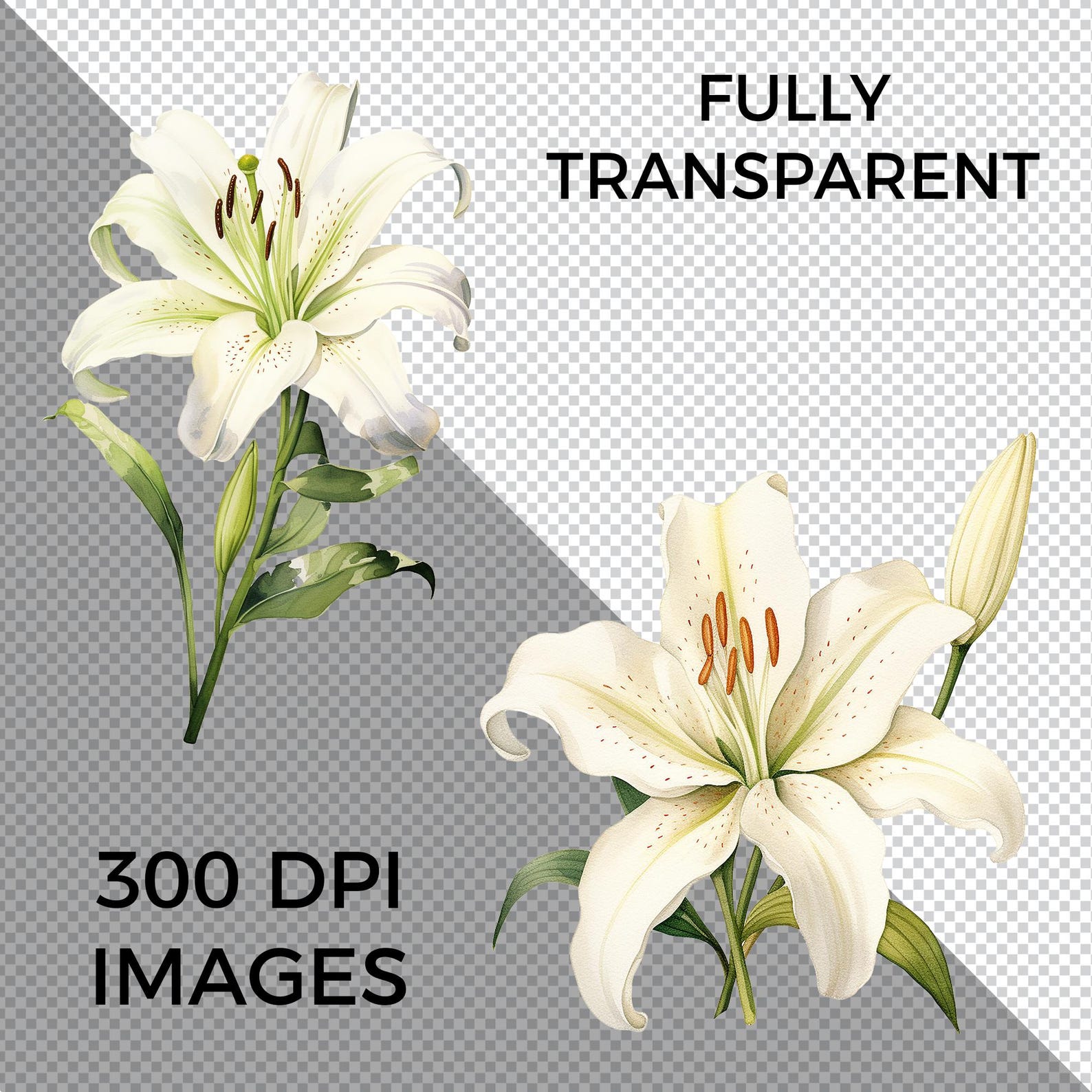Ivory Lily Watercolor Clipart: Floral Digital Download (300DPI) - Etsy