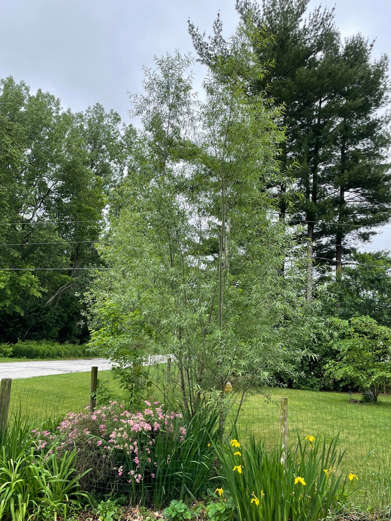 Willow Tree 8 Pack Hybrid Fast Growing Privacy Row. - Etsy