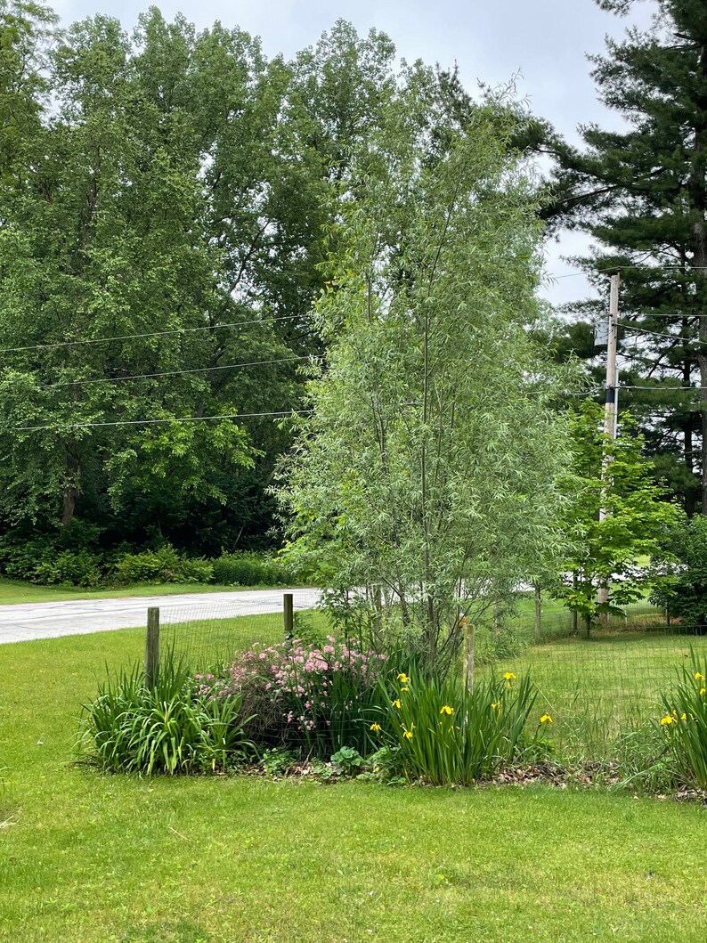 Willow Tree 8 Pack Hybrid Fast Growing Privacy Row. - Etsy