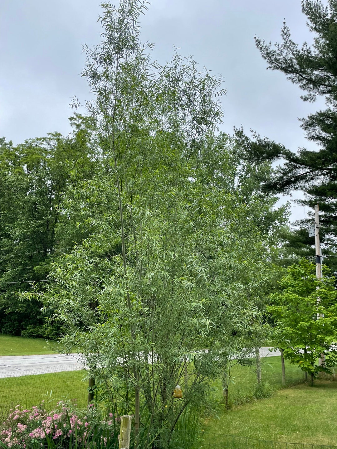 Willow Tree 8 Pack Hybrid Fast Growing Privacy Row. - Etsy