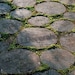 Cut a Tree Plastic Mold – Concrete Paving Slab Mold for Garden Walkways ...