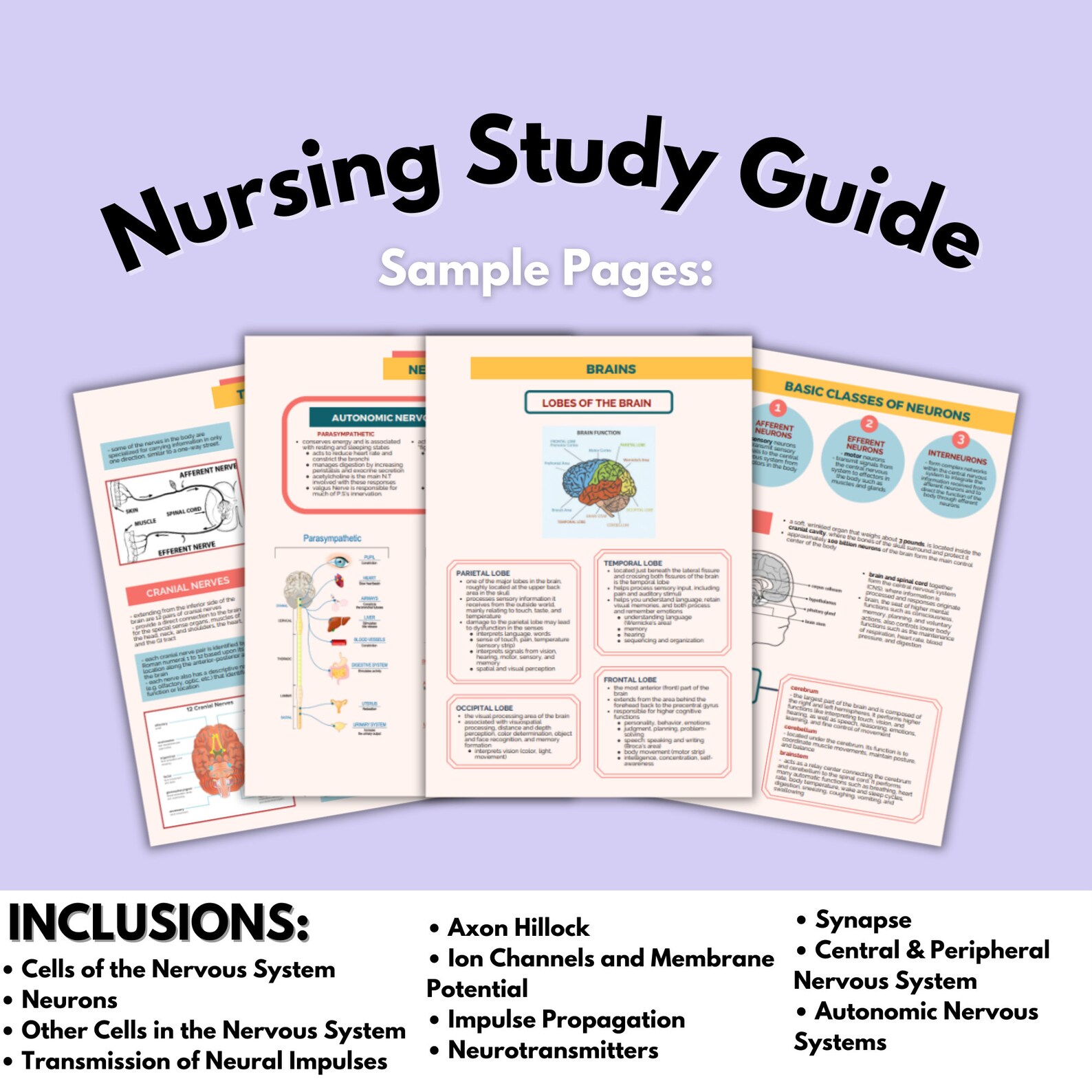 8 Pages Nervous System Study Guide | Clinical Skills | Premed Student ...