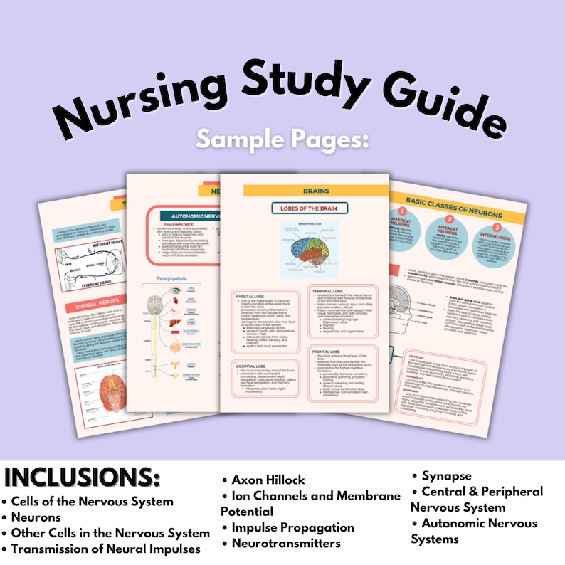 8 Pages Nervous System Study Guide | Clinical Skills | Premed Student ...