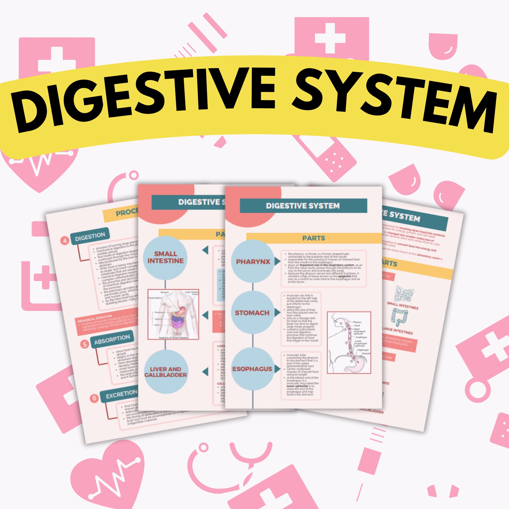 7 Pages Digestive System Study Notes , Doctor Lecture , Nurse in the ...