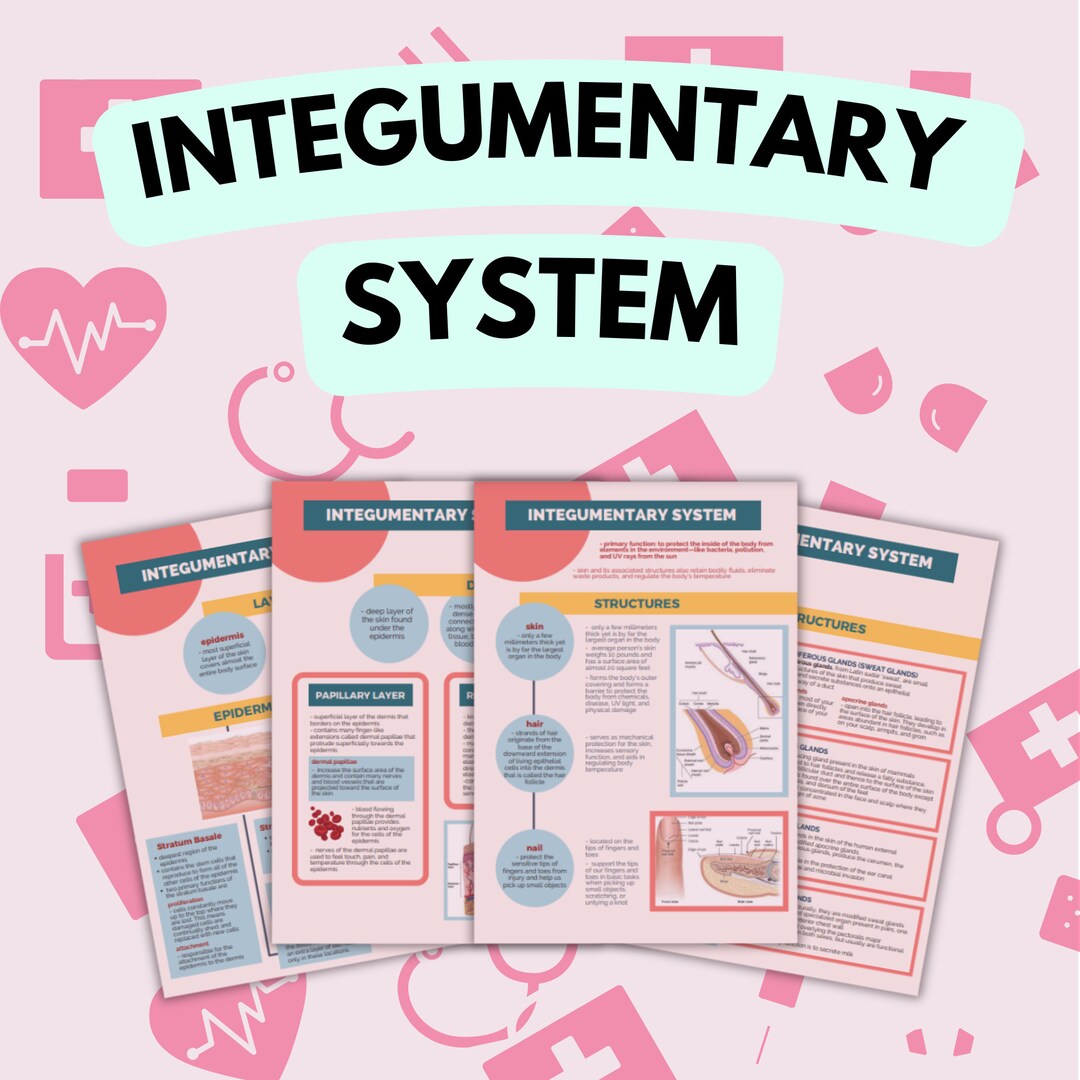 5 Pages Integumentary System Study Notes , Doctor Lecture , Nurse in ...