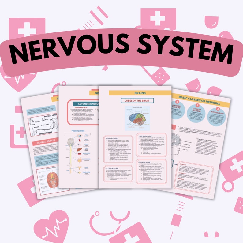 8 Pages Nervous System Study Guide | Clinical Skills | Premed Student ...