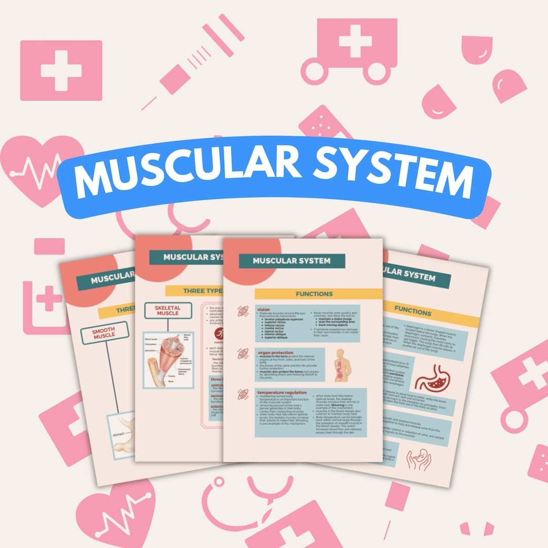 6 Pages Muscular System Study Notes , Doctor Lecture , Nurse in the ...