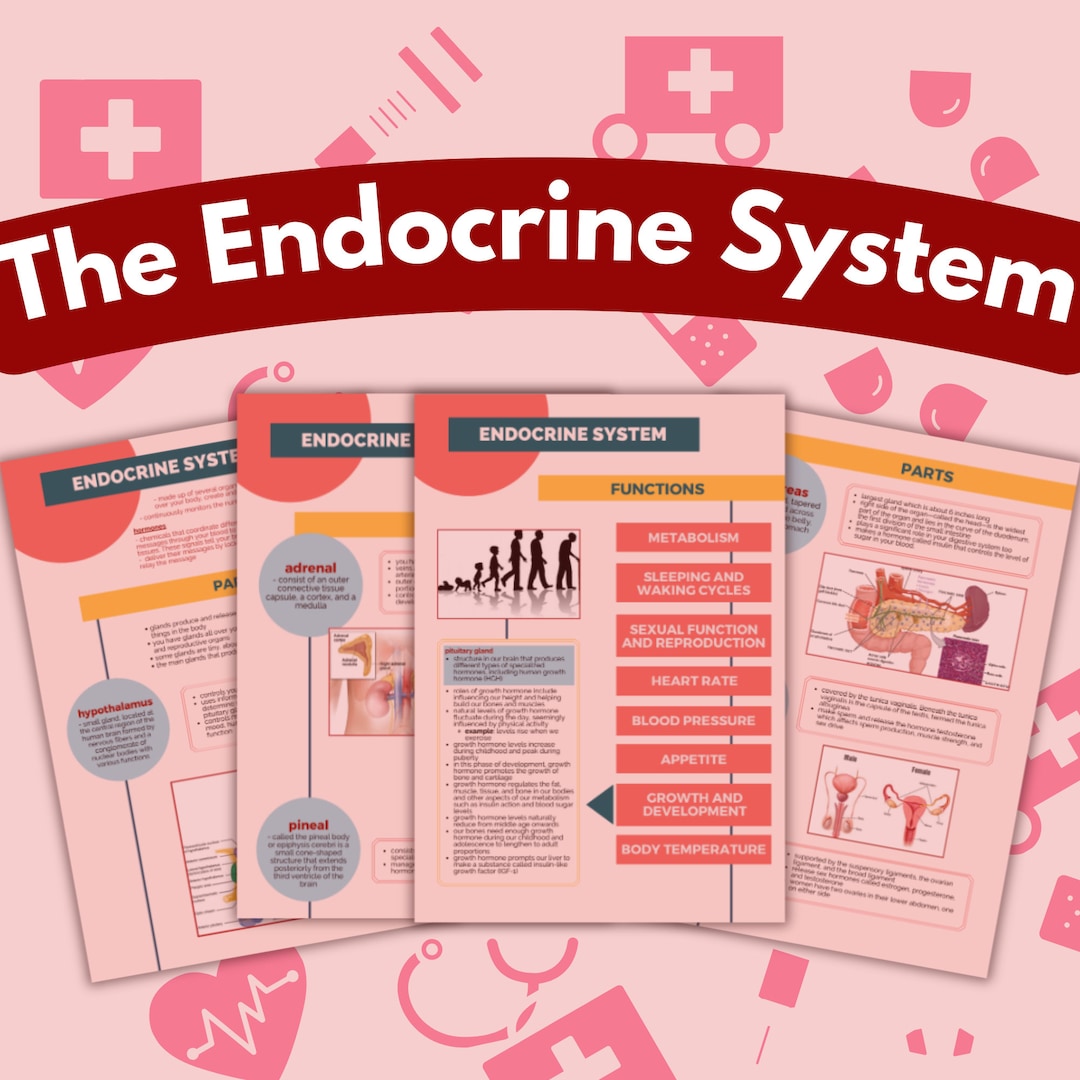12 Pages Endocrine System Study Notes , Doctor Lecture , Nurse in the ...