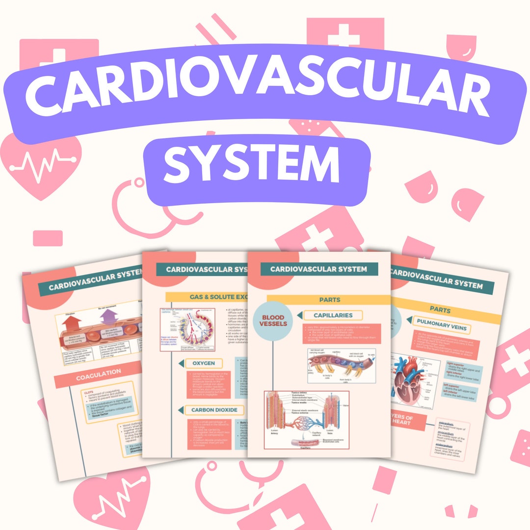 11 Pages Cardiovascular System Study Notes | Nursing School | Anatomy ...