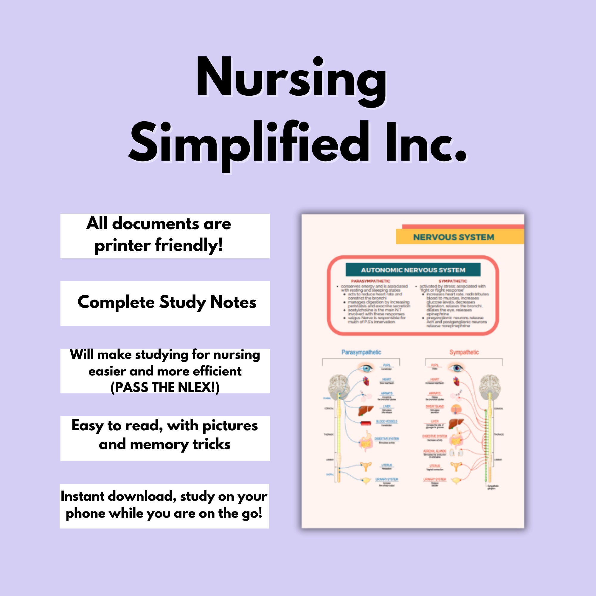 8 Pages Nervous System Study Guide Clinical Skills Premed Student