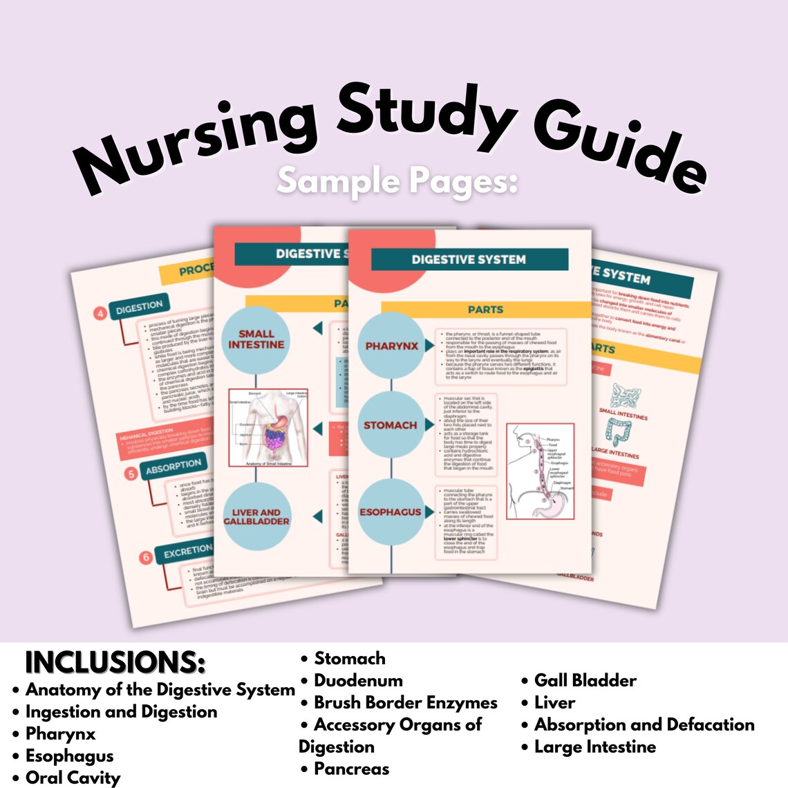 7 Pages Digestive System Study Notes , Doctor Lecture , Nurse in the ...