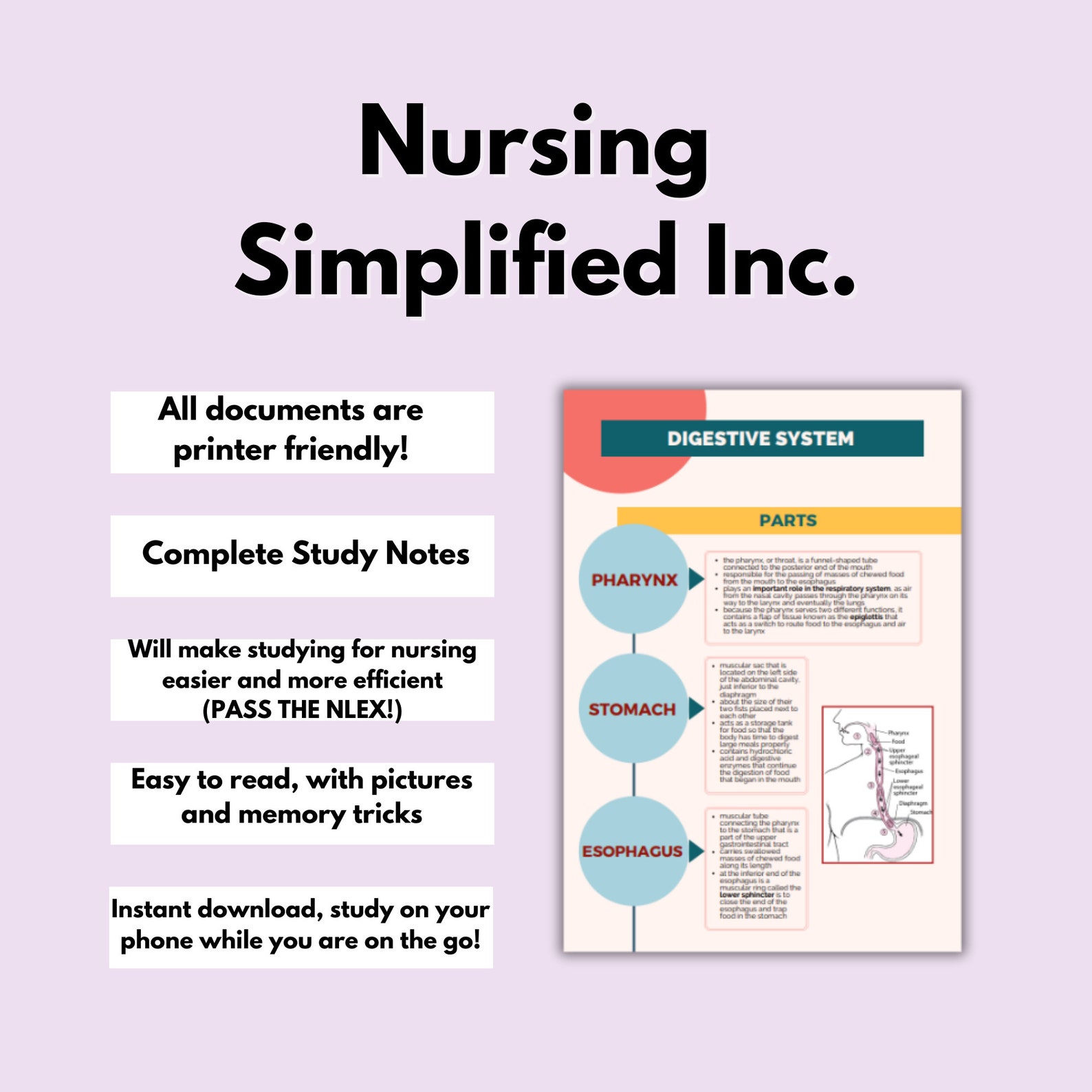 7 Pages Digestive System Study Notes , Doctor Lecture , Nurse in the ...