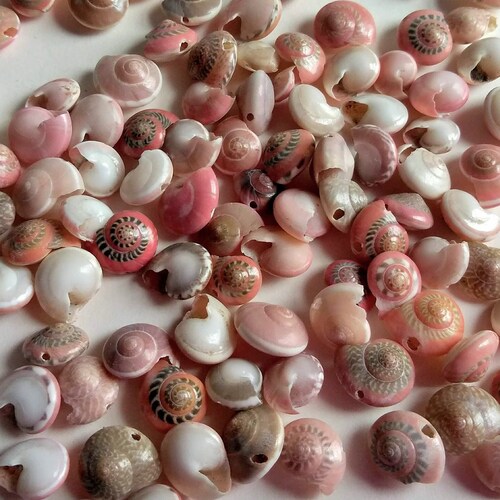 25 Drilled Small Seashells Nassarius Phyrus Shells With Holes - Etsy
