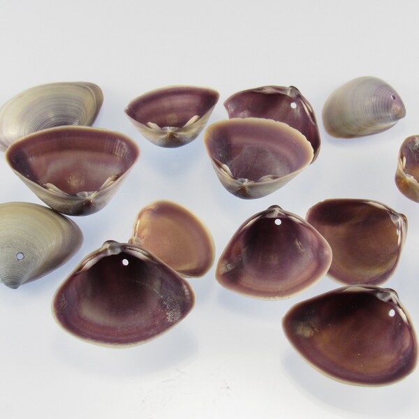 Clam Seashells - Etsy
