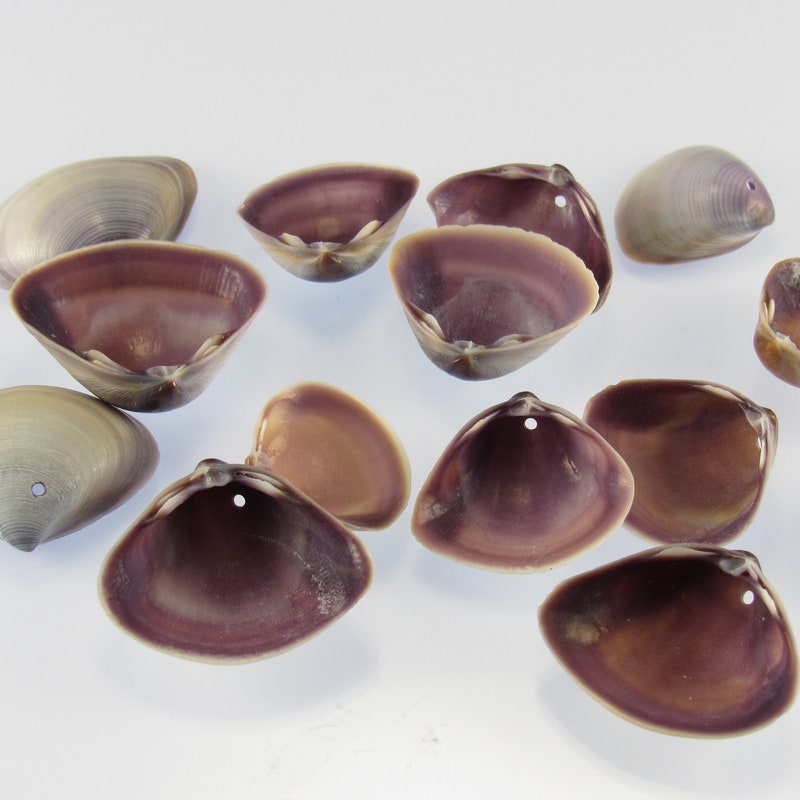 Clam Shell Jewelry - Etsy