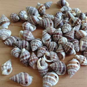 25 Drilled Small Seashells, Nassarius Phyrus Shells With Holes - Etsy