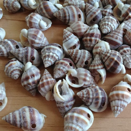 25 Drilled Small Seashells Nassarius Phyrus Shells With Holes - Etsy
