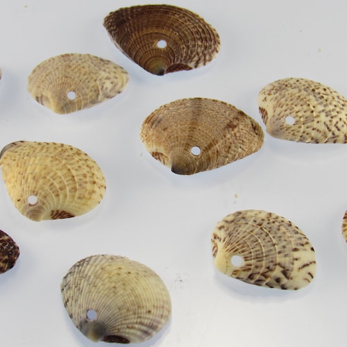 Drilled Shells With Holes Set of 10 Mexican Flat Seashells - Etsy