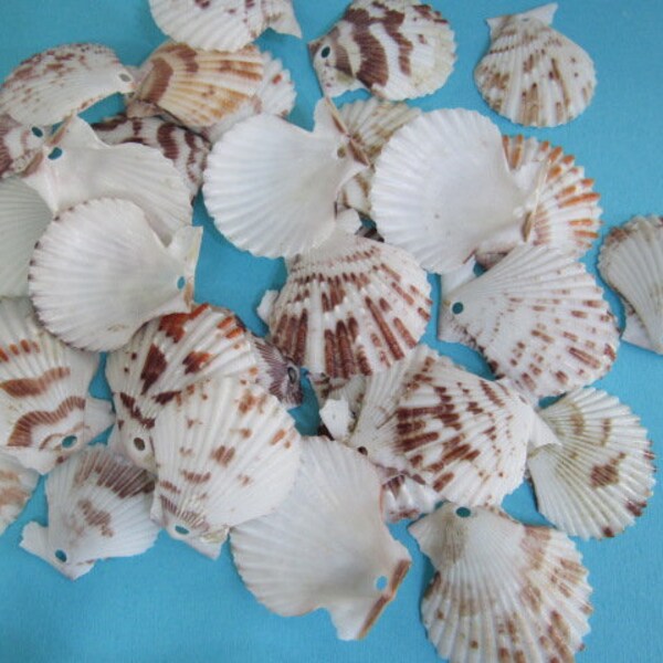 Sea Shells Jewelry - Etsy
