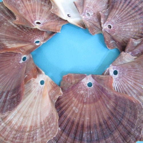 Drilled Shells With Holes Set of 10 Mexican Flat Seashells - Etsy