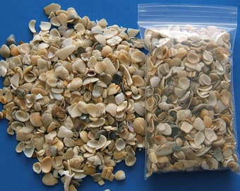 Seashell crafts | Etsy