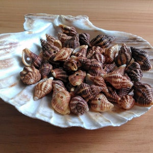 Tiny Drilled Seashells for Jewelry Making, Set of 10 Tiny Conch Shells ...