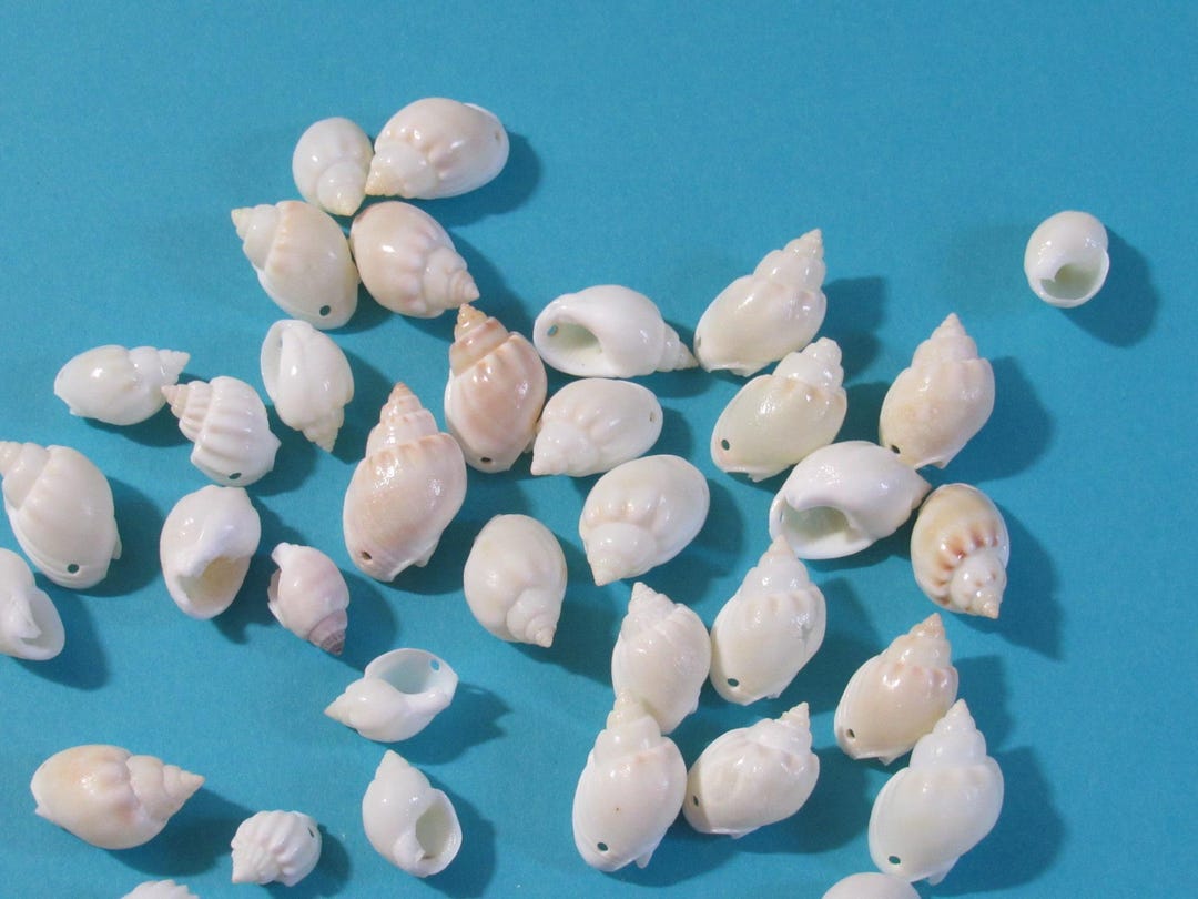 Small Drilled White and Beige Crown Seashells, Set of 25 Shells With ...
