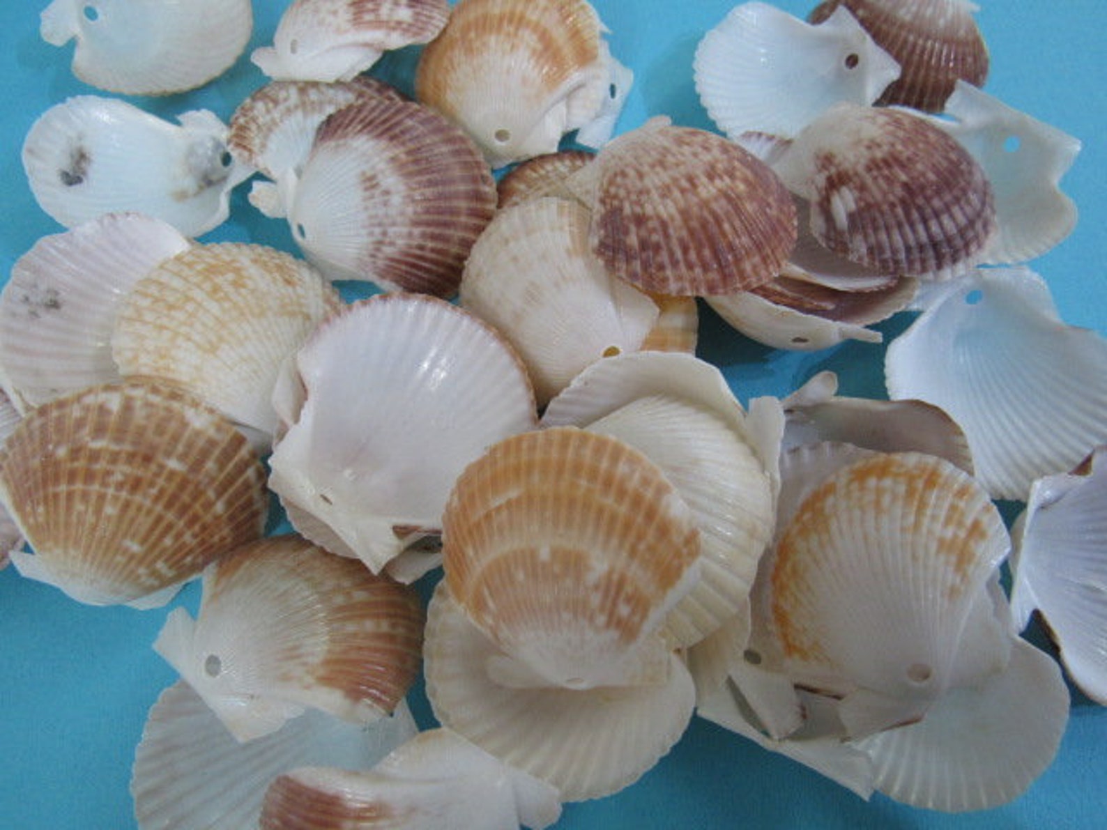Small Drilled Craft Seashells, Set of 24 Orange, Brown and White Cup ...
