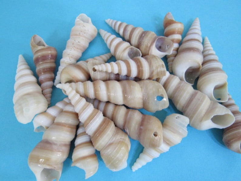 Drilled Spiral Shells, Set of 25 Brown and White Turretella Seashells ...