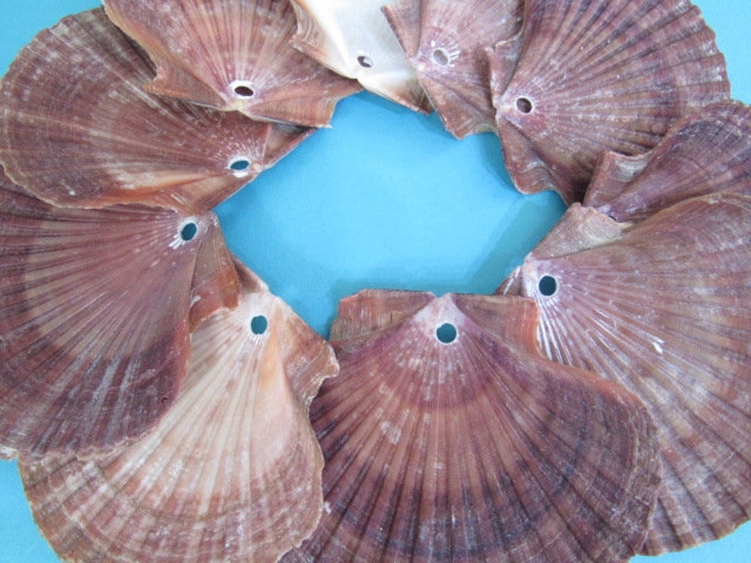 Drilled Shells With Holes, Set of 10 Mexican Flat Seashells, 2.5 to 3.5 ...