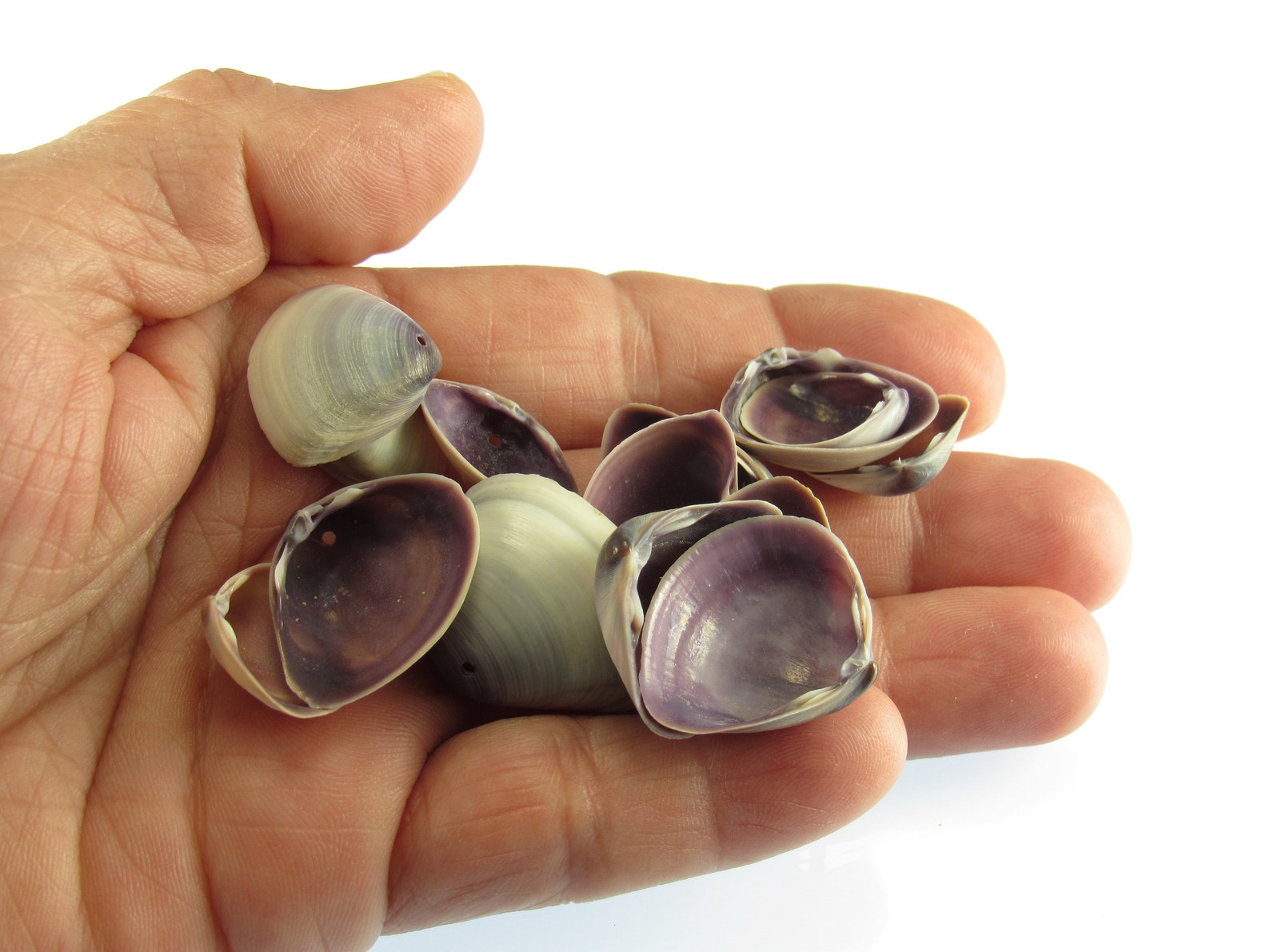 Small Drilled Purple Clam Seashells Set of 25 Shells With - Etsy