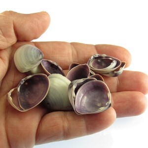 Small Drilled Purple Clam Seashells, Set of 25 Shells With Holes for ...