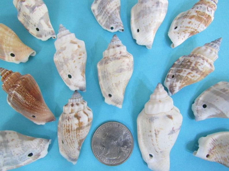Pre-drilled Seashells Set of 25 Brown and White Chula Shells - Etsy