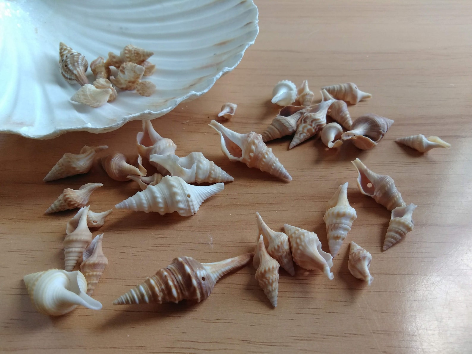 Tiny Drilled Seashells for Jewelry Making Assorted Set of 25 | Etsy