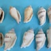 Pre-drilled Seashells, Set of 25 Brown and White Chula Shells With ...